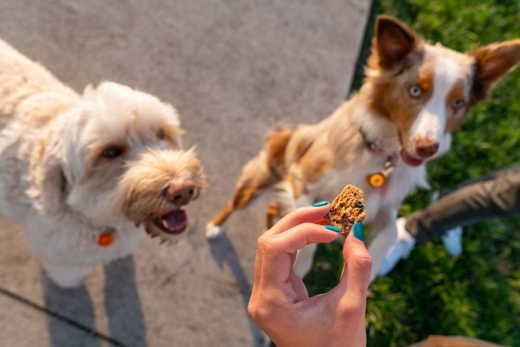 CBD Treats for Dogs: The Science Behind the Benefits - Dog Food 2k ...