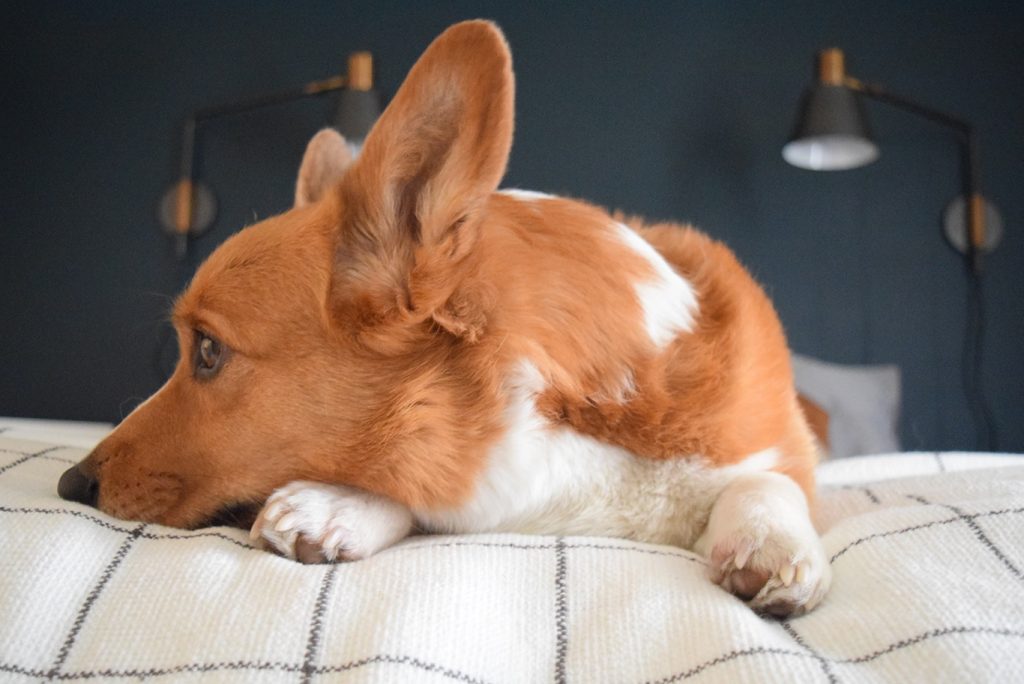 Renovations That Can Reduce Animal Stress - Dog Food 2k - Feed Your Dog ...